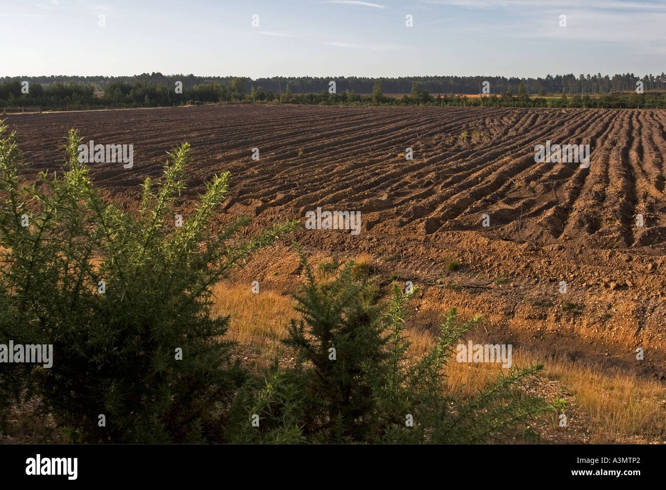 Former gravel pit showing ripped area ready for tree planting or ...