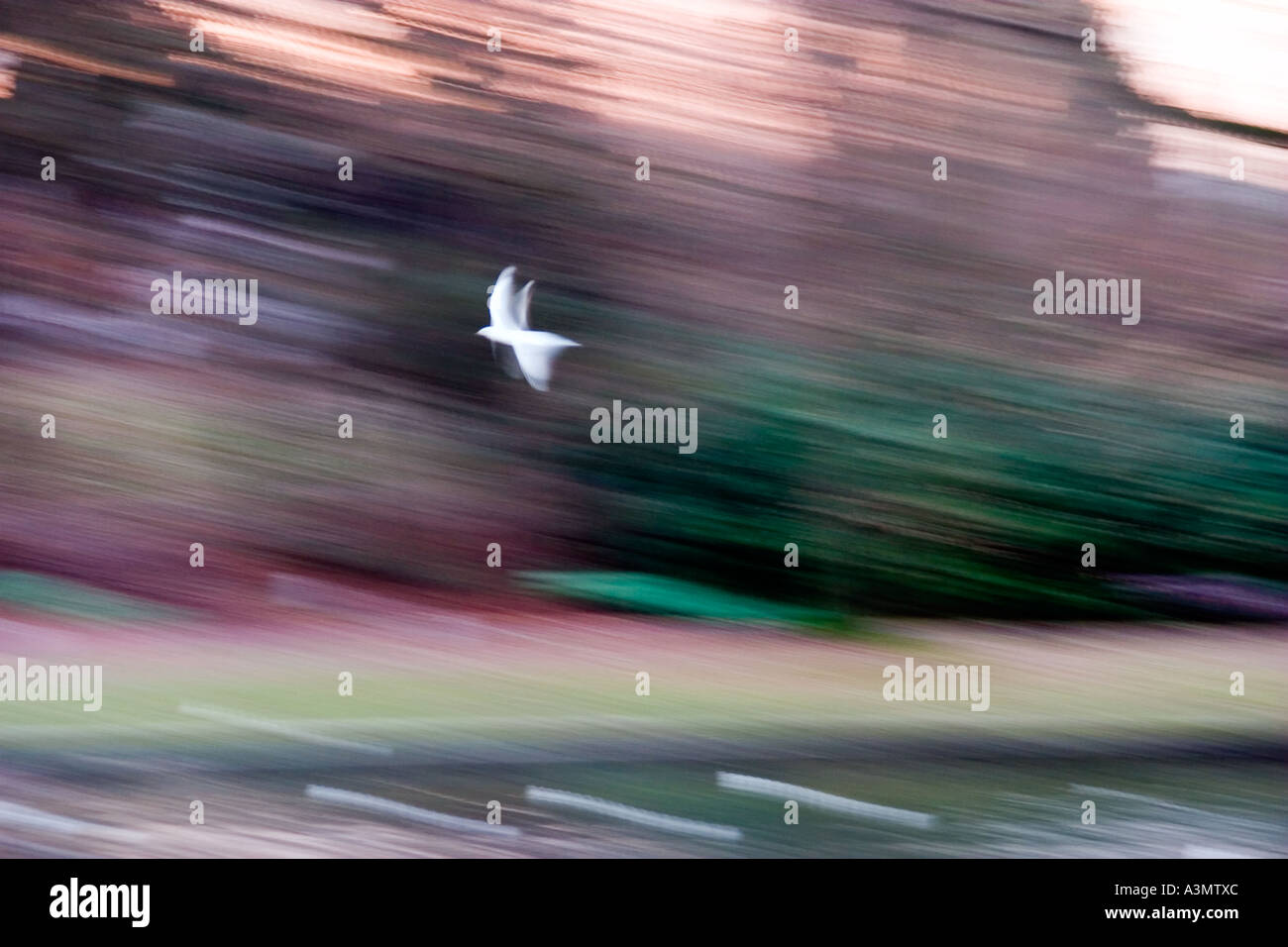Flying bird movement study wintertime flying seagulls in Hangeweiher ...