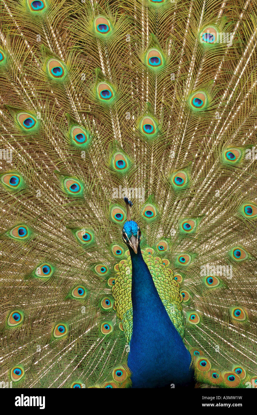 Parc forestier and noumea hi-res stock photography and images - Alamy