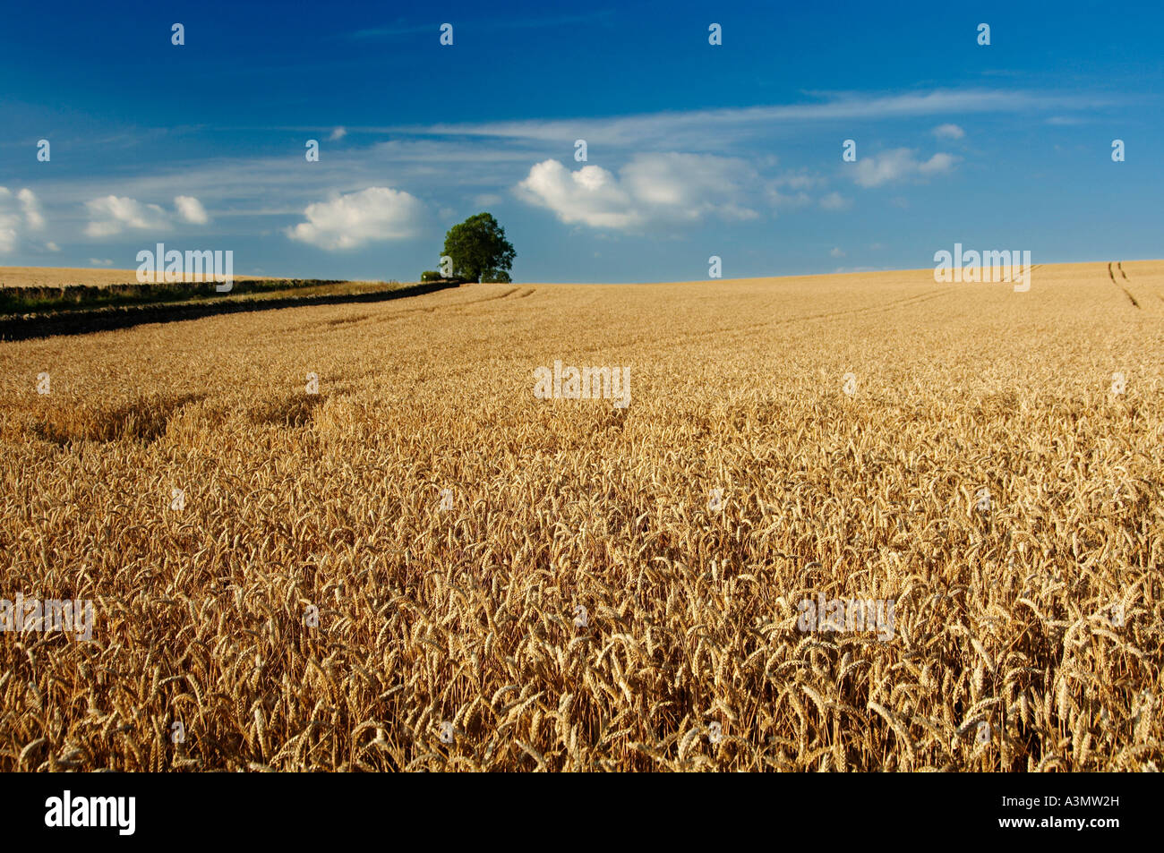 Wheat field near Cowley village in the Cotswolds in England Stock Photo ...