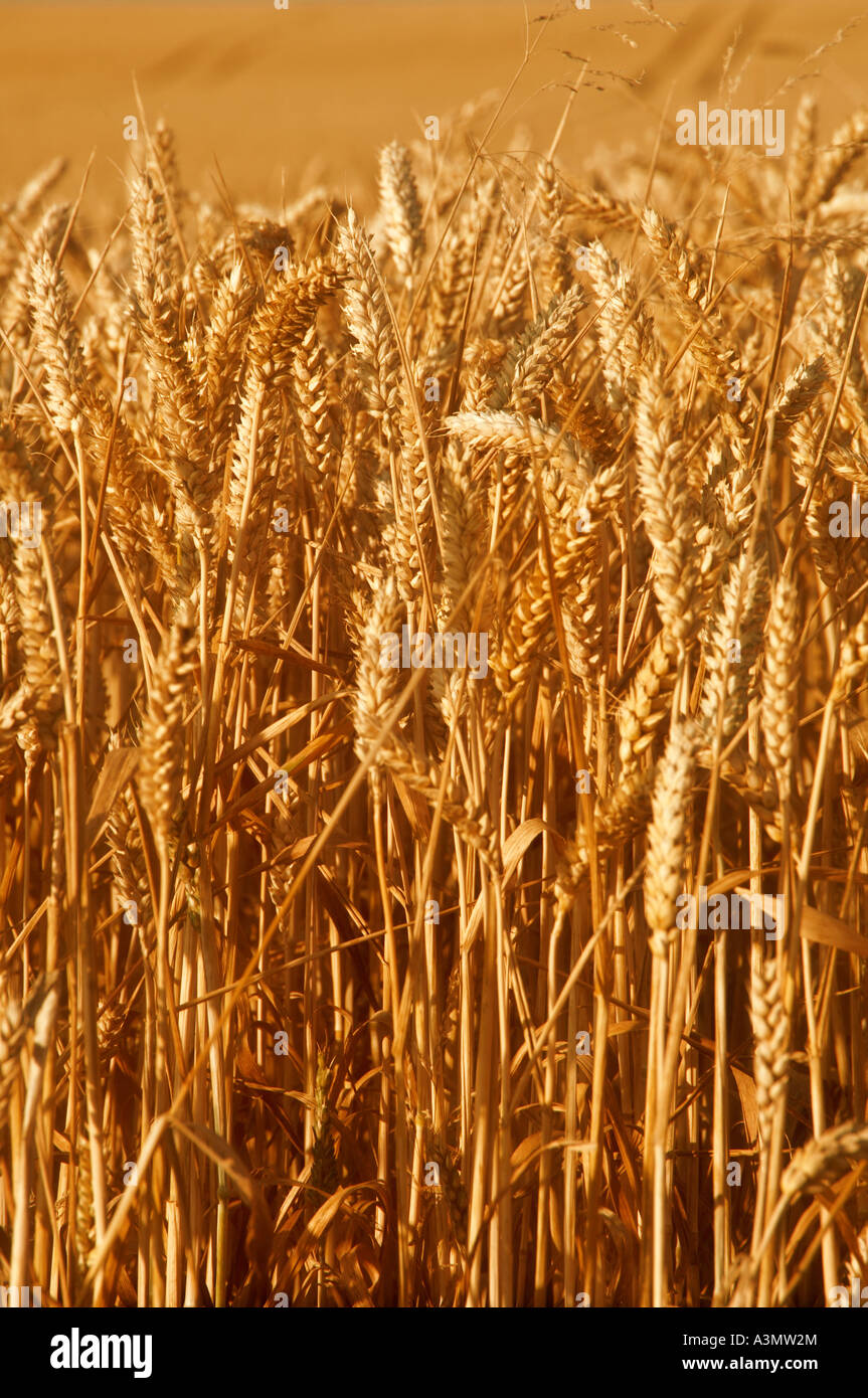 Wheat field near Cowley village in the Cotswolds in England Stock Photo ...