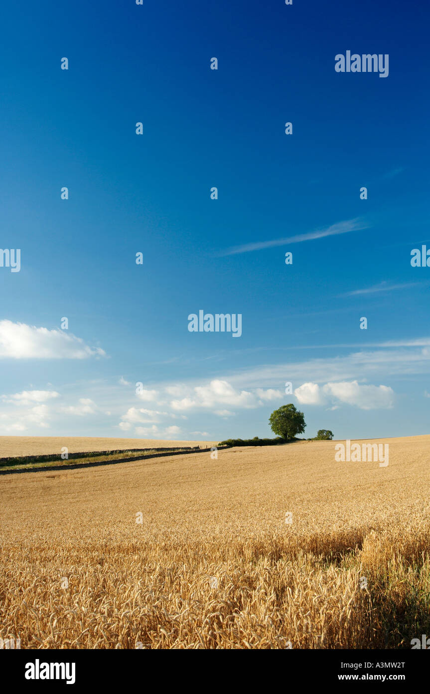 Wheat field near Cowley village in the Cotswolds in England Stock Photo ...