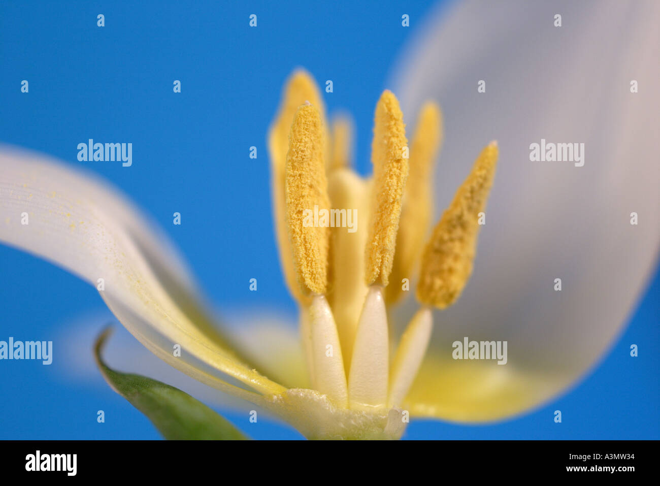 white tulip dutch silentia Stock Photo - Alamy