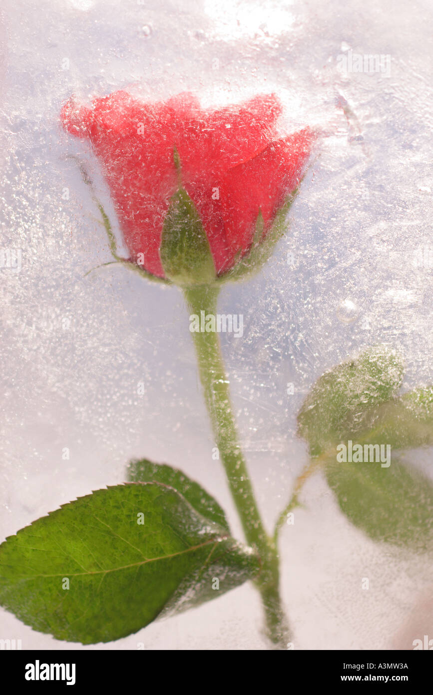 red frozen rose Stock Photo - Alamy