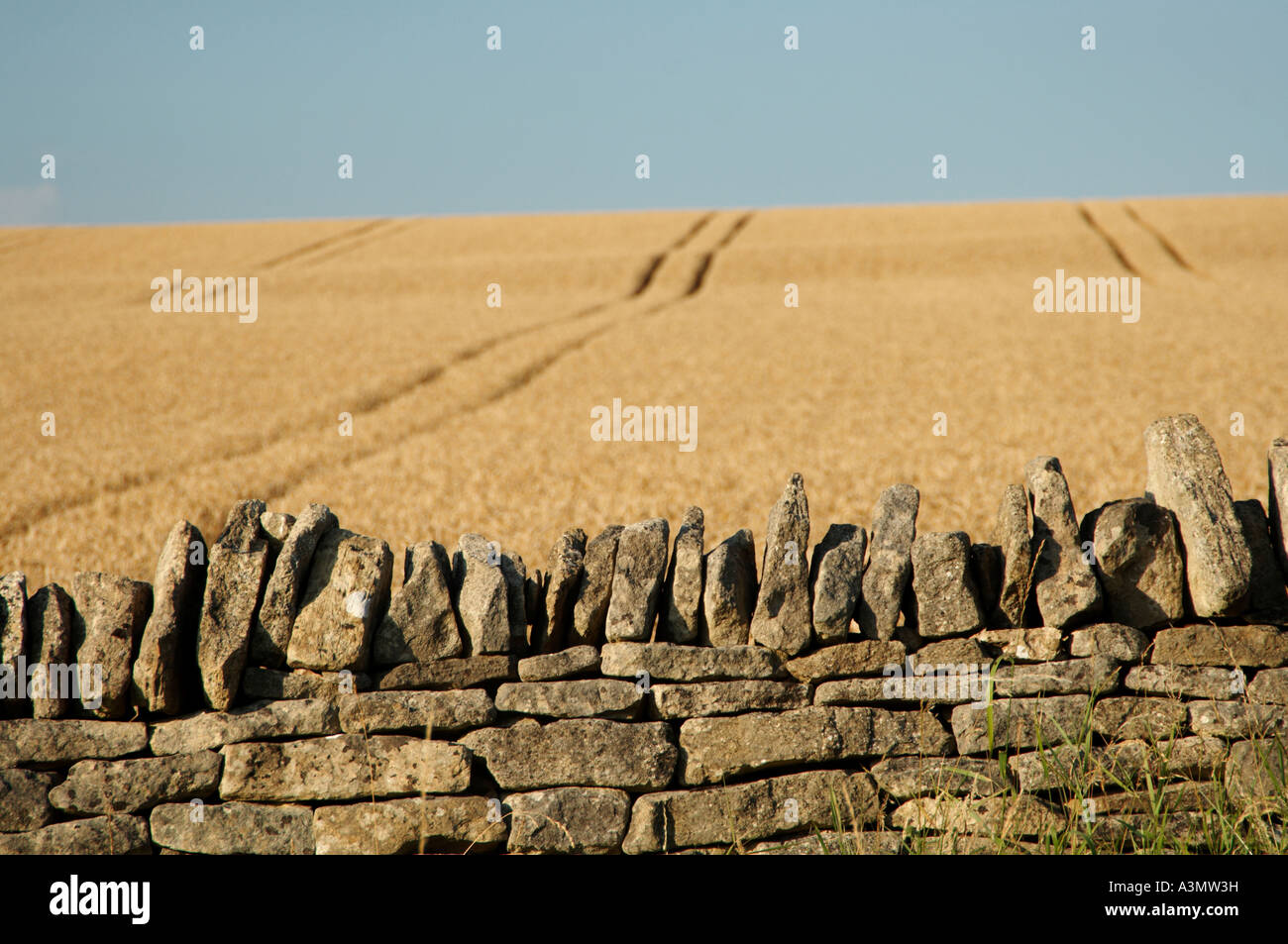 Wheat field near Cowley village in the Cotswolds in England Stock Photo ...