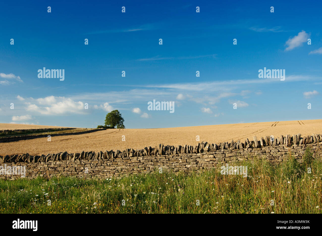 Wheat field near Cowley village in the Cotswolds in England Stock Photo ...