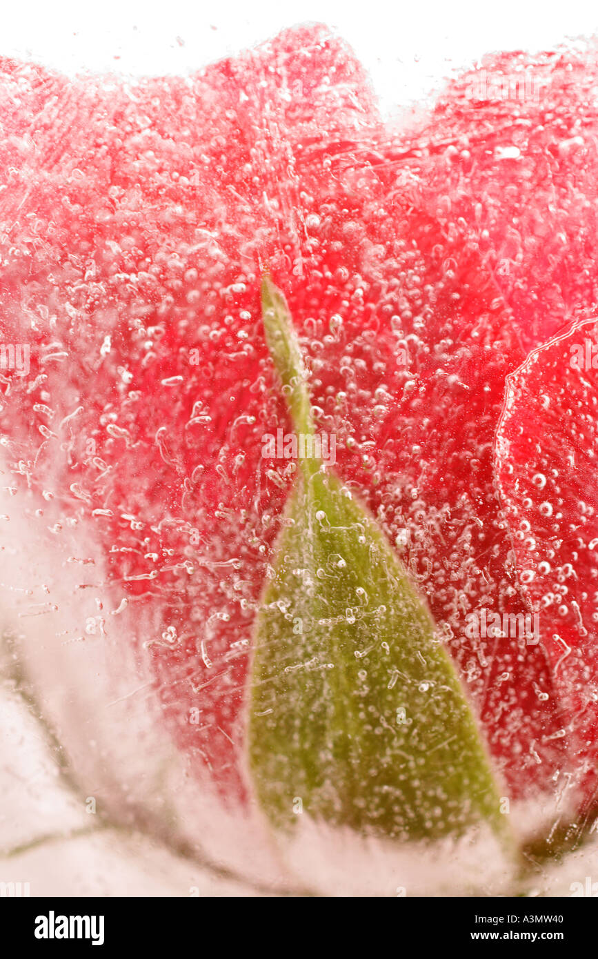 red frozen rose Stock Photo - Alamy