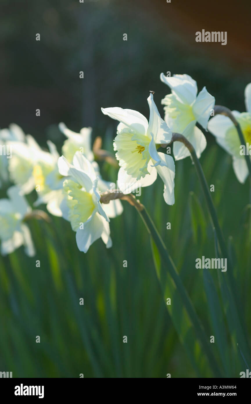 Revive species hi-res stock photography and images - Alamy