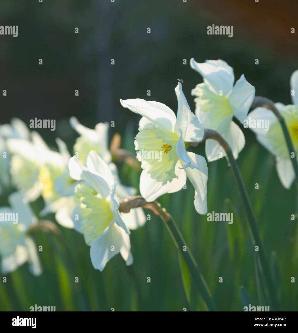 Garden daffodils in spring sunshine Devon Great Britain Stock Photo - Alamy