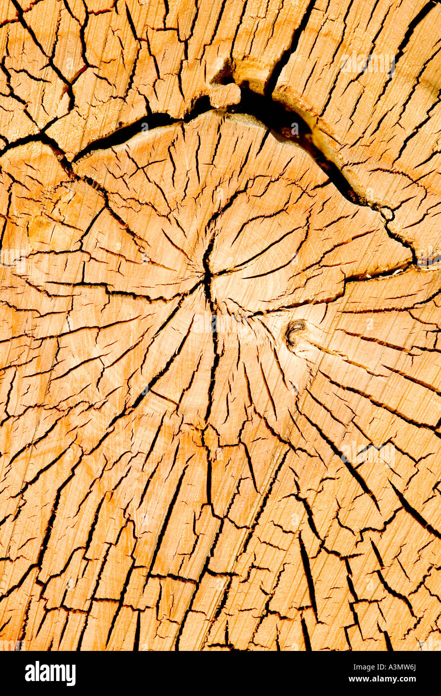 cracking birch log end Stock Photo - Alamy