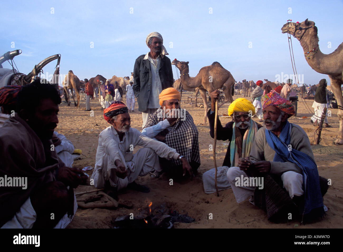 People buy camel pushkar hi-res stock photography and images - Alamy