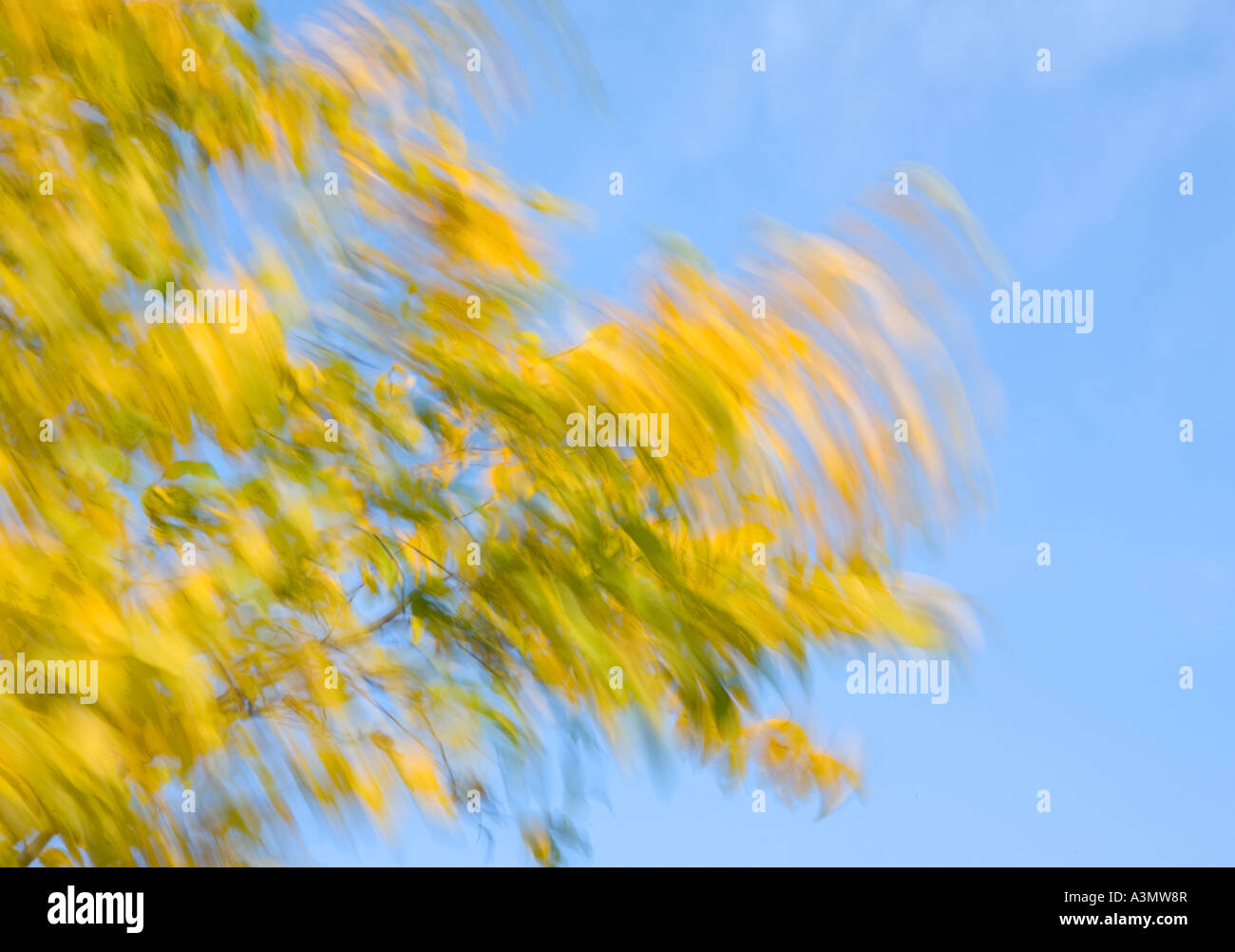 Shaky branches High Resolution Stock Photography and Images - Alamy