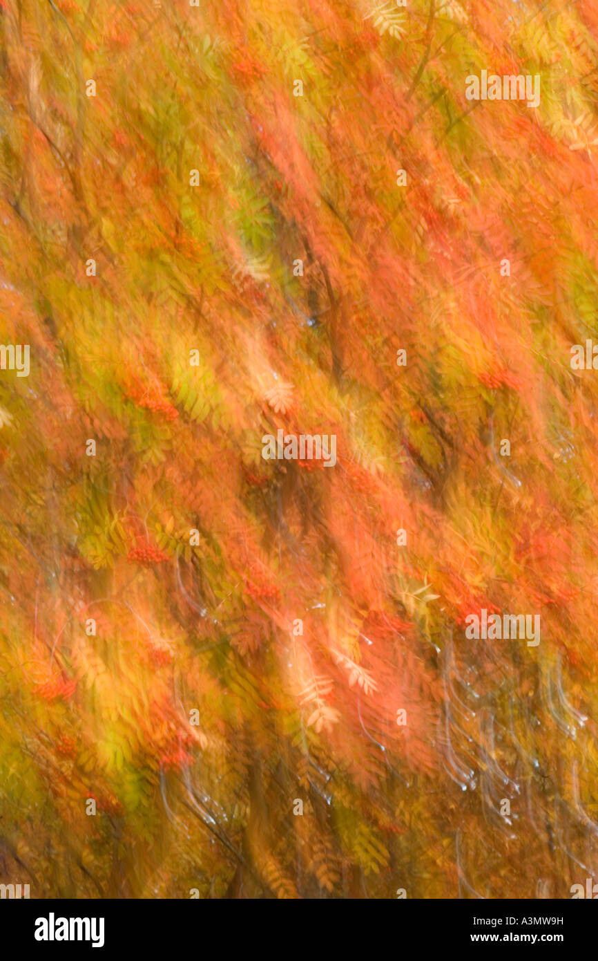 Shaky branches hi-res stock photography and images - Alamy