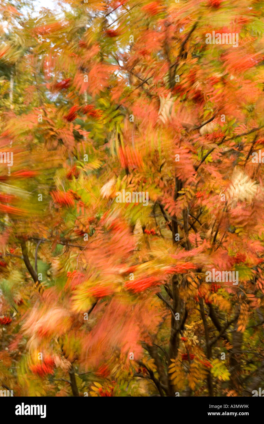 Wind blowing vibrant leaves branches hi-res stock photography and ...