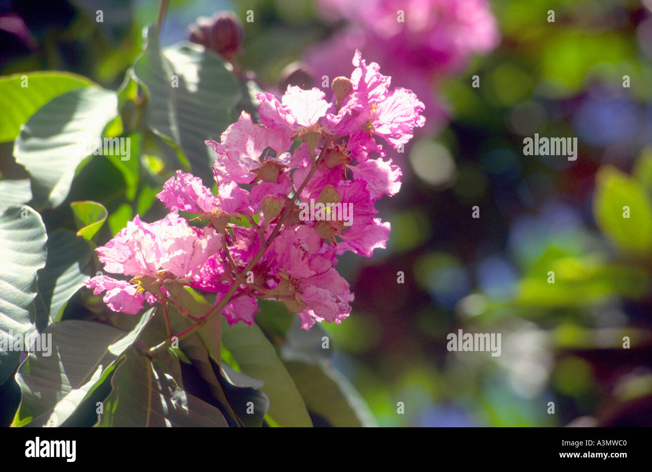 The flower of a kapok tree Ceiba pentandra Coron Island Palawan ...