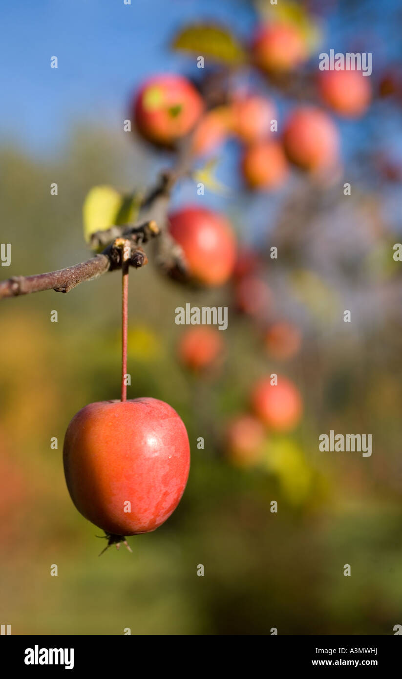 Red apple ( non edible ) on a decorative apple tree branch , Finland ...
