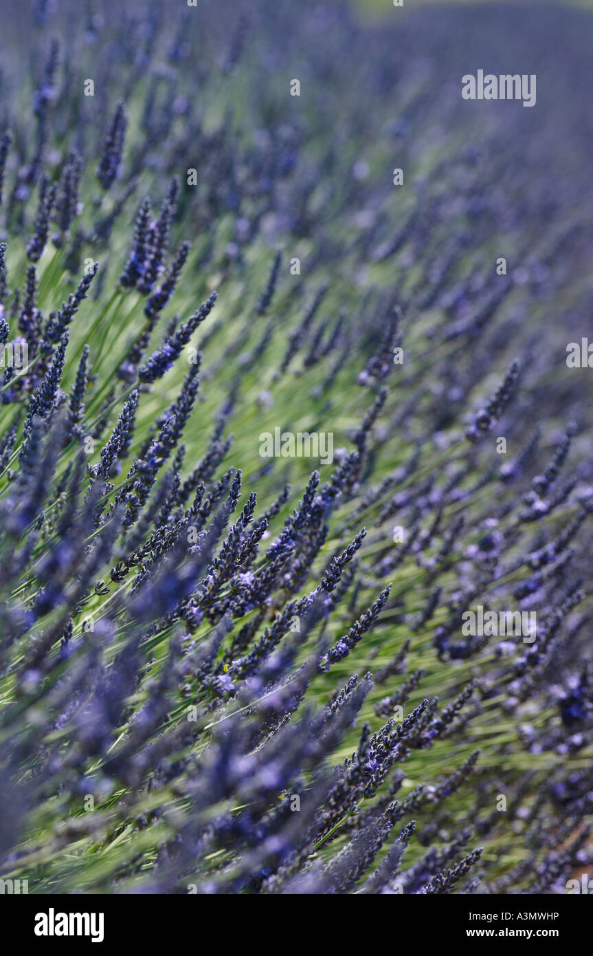 Snowshill lavender field in the Cotswolds UK Stock Photo - Alamy