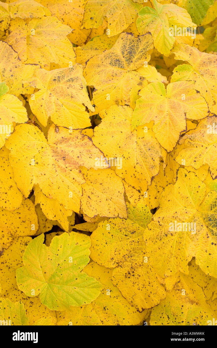 Colourful yellow leaves in a bush Stock Photo - Alamy