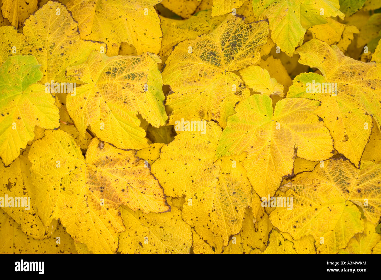 Colourful yellow leaves in a bush Stock Photo - Alamy