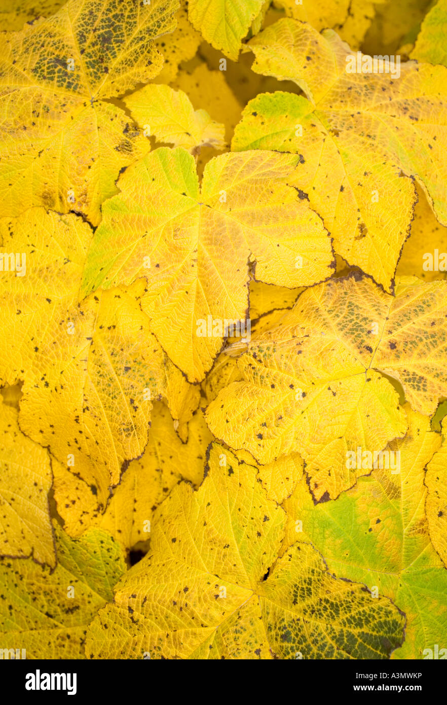 Yellow leaves in a bush Stock Photo - Alamy