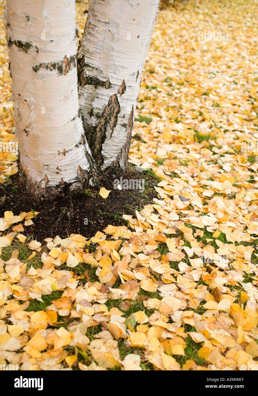 Yellow fallen birch (Betula) leaves cover the ground underneath a birch ...