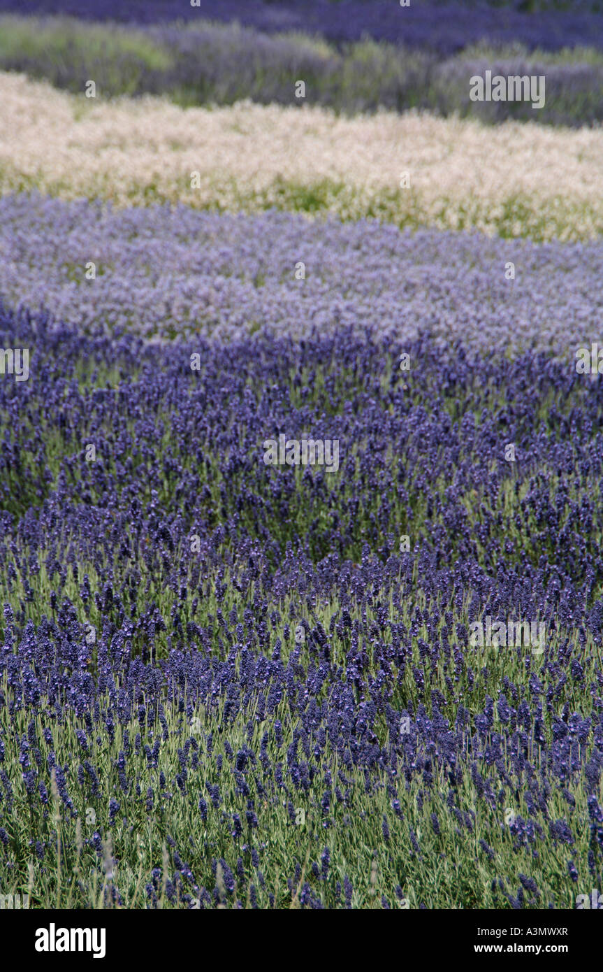 Snowshill lavender field in the Cotswolds UK Stock Photo - Alamy
