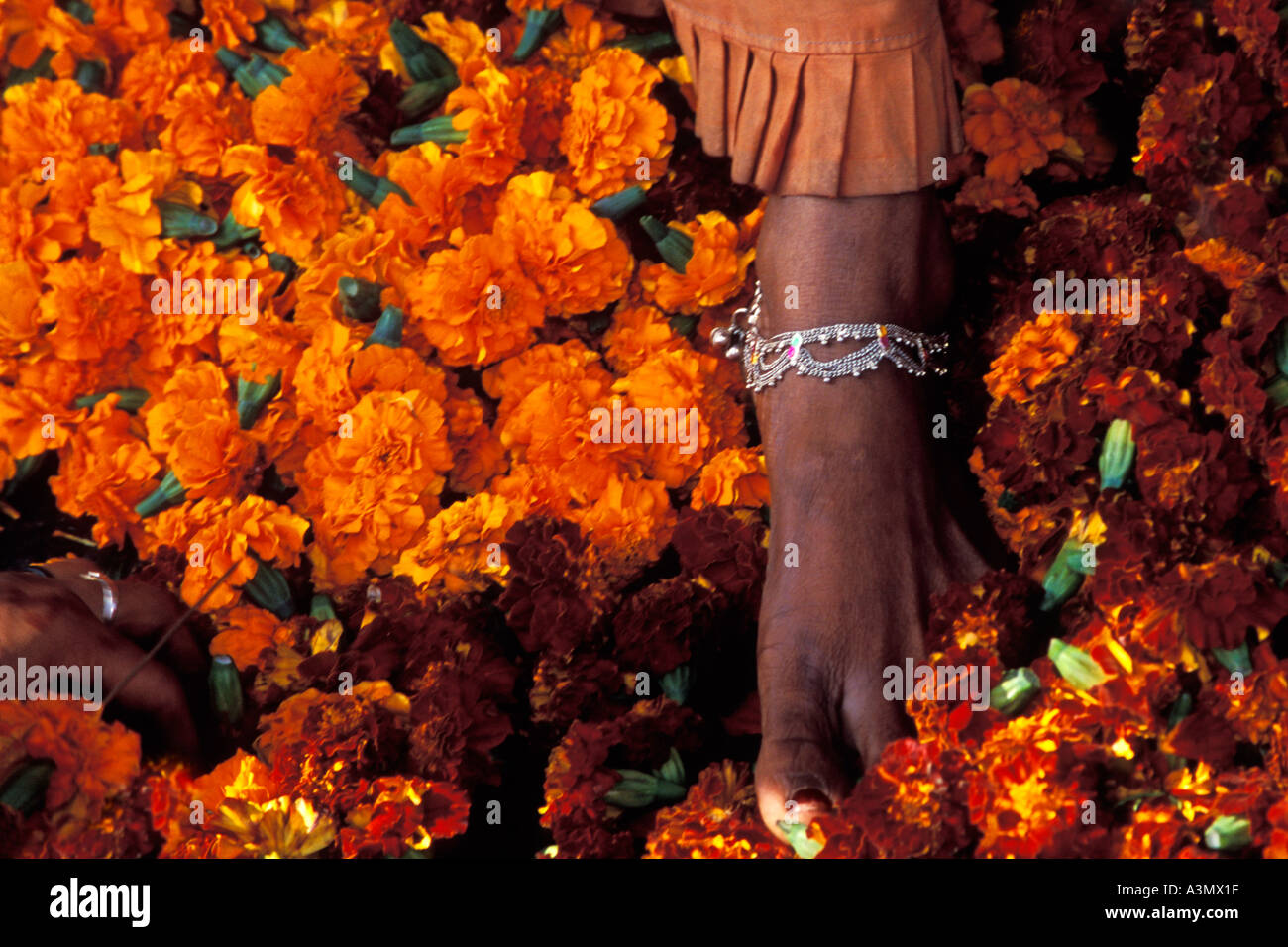 A Hand and a Foot on Marigolds at the Flower Market Delhi India Stock ...