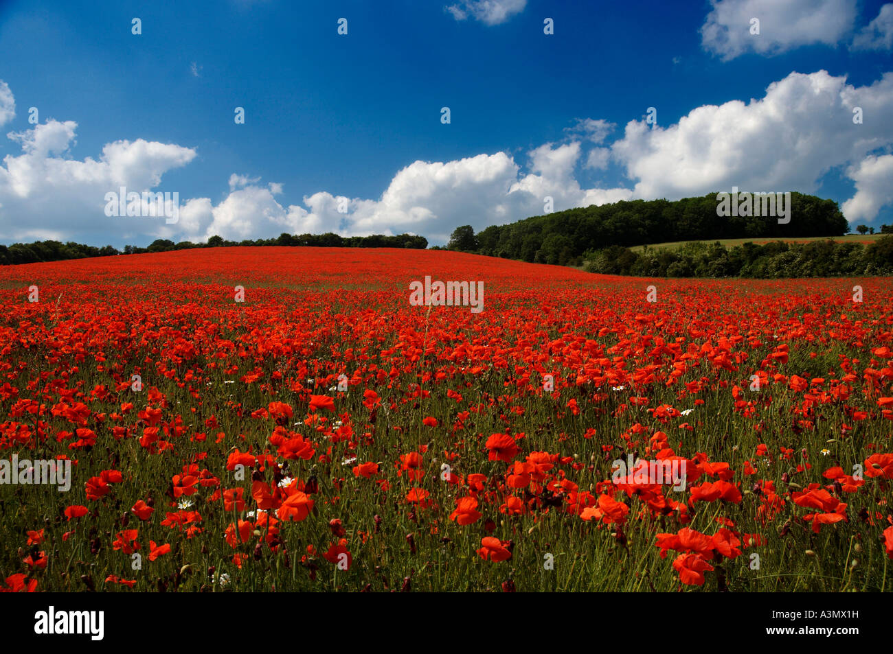 Poppy field in the Cotswolds England UK Stock Photo - Alamy