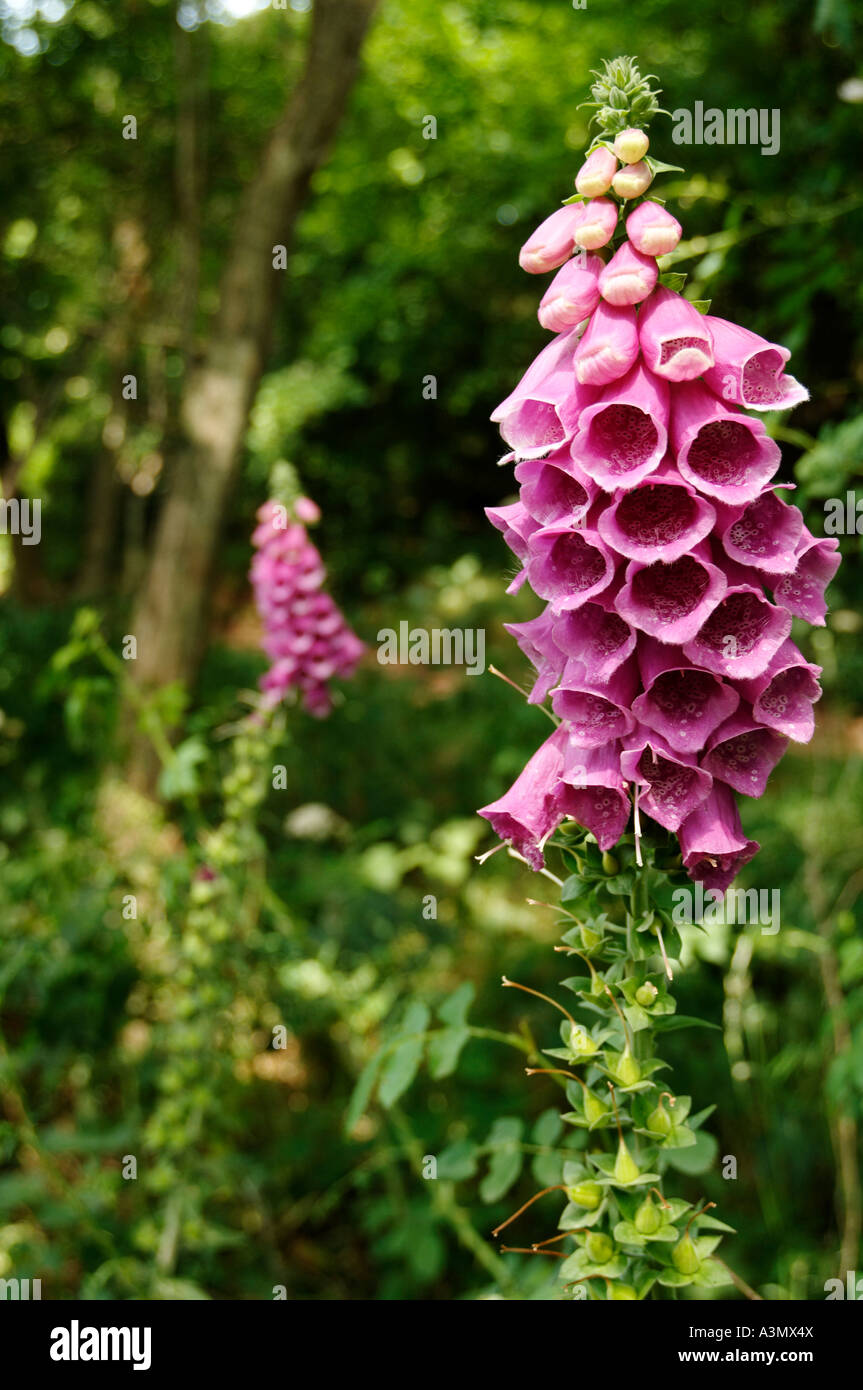 Florwers hi-res stock photography and images - Alamy