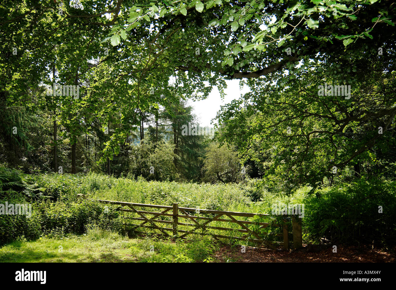 Summer in the countryside in Birmingham UK Stock Photo - Alamy