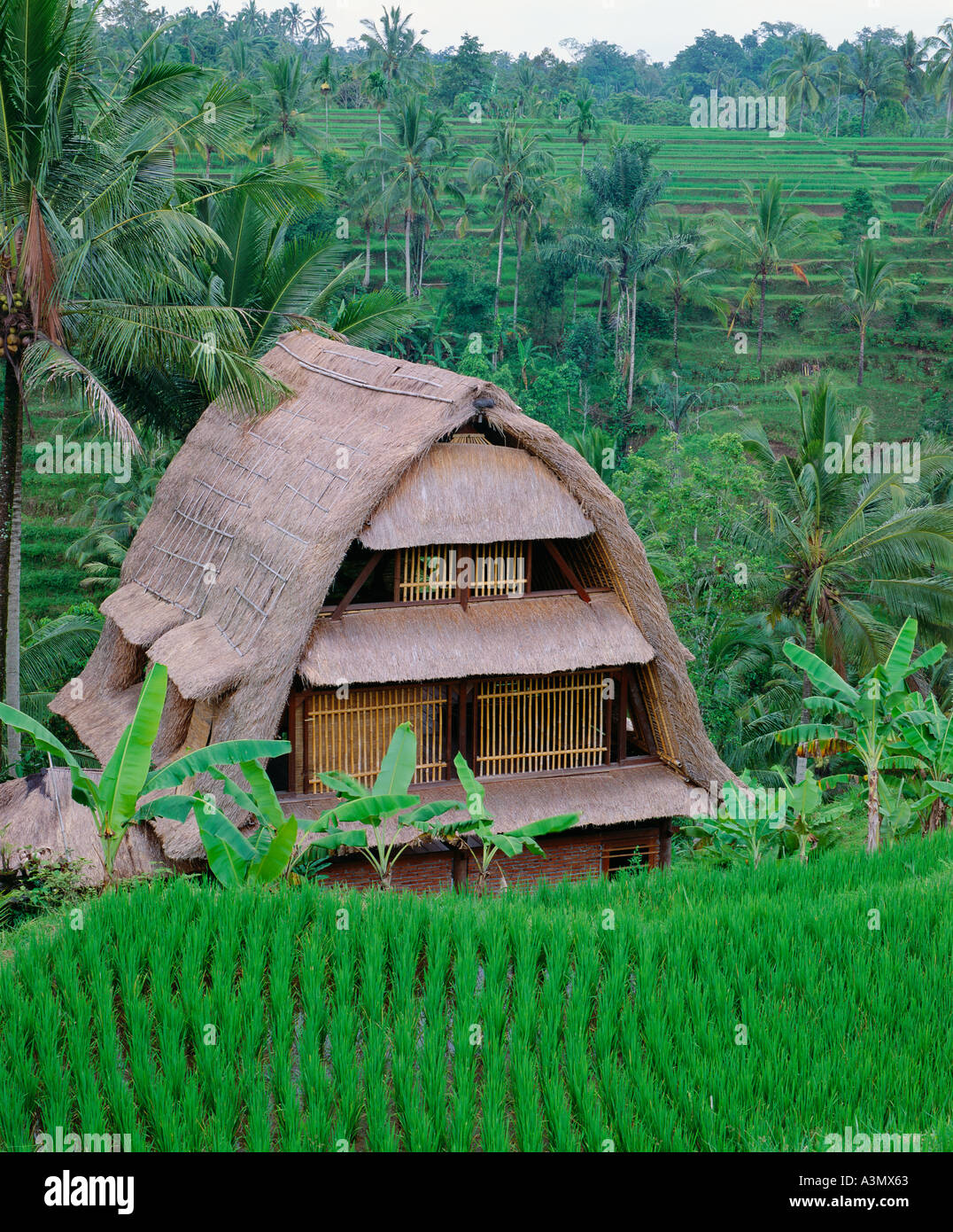 A rice barn stands among terraced rice fields, at Tegalalang, near Ubud ...