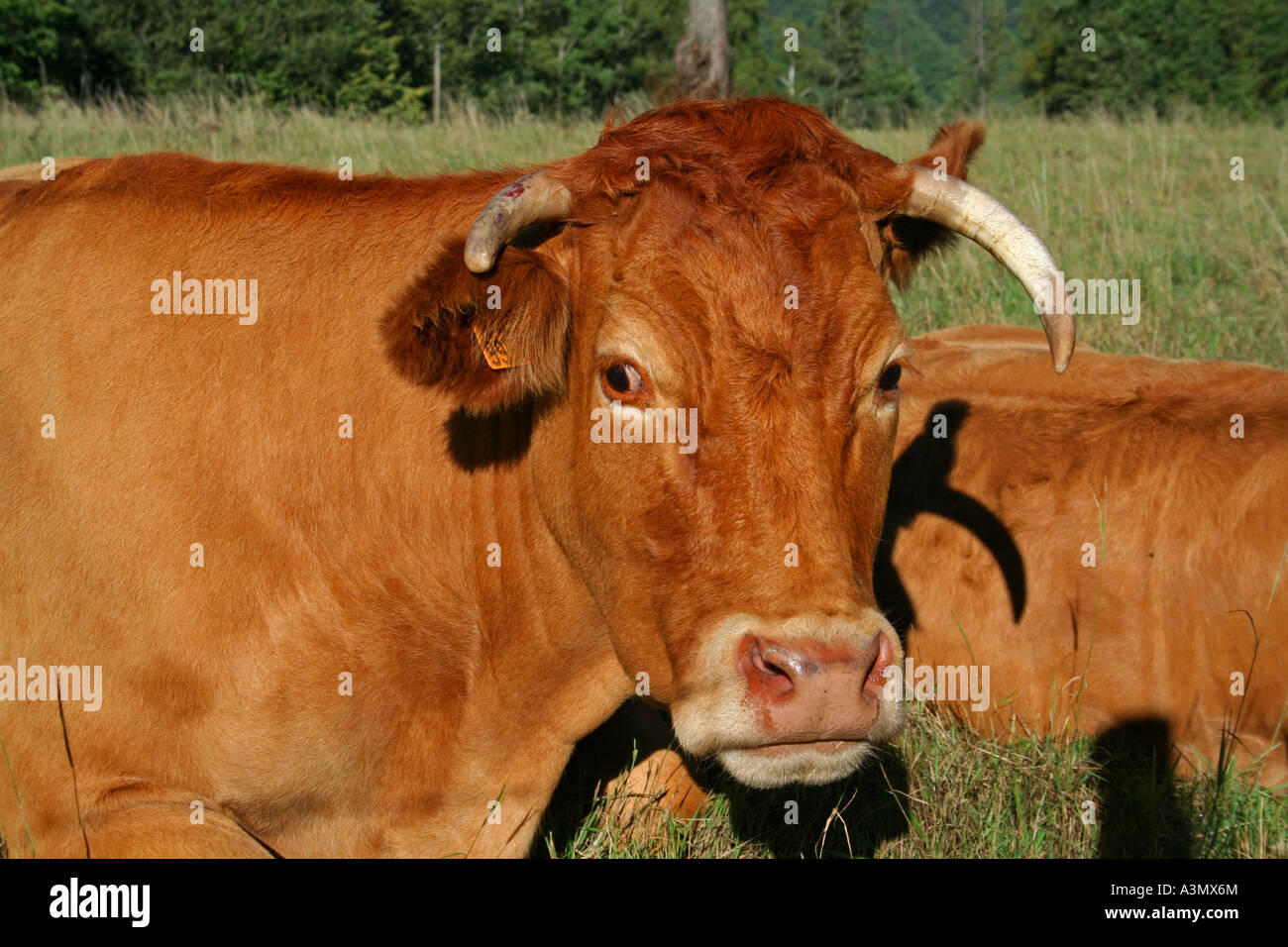 Cow dung with face hi-res stock photography and images - Alamy