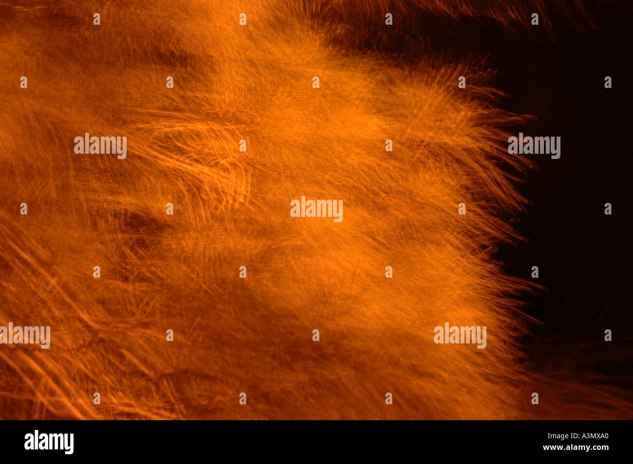 Movement in trees by night dsca 0900 Stock Photo - Alamy