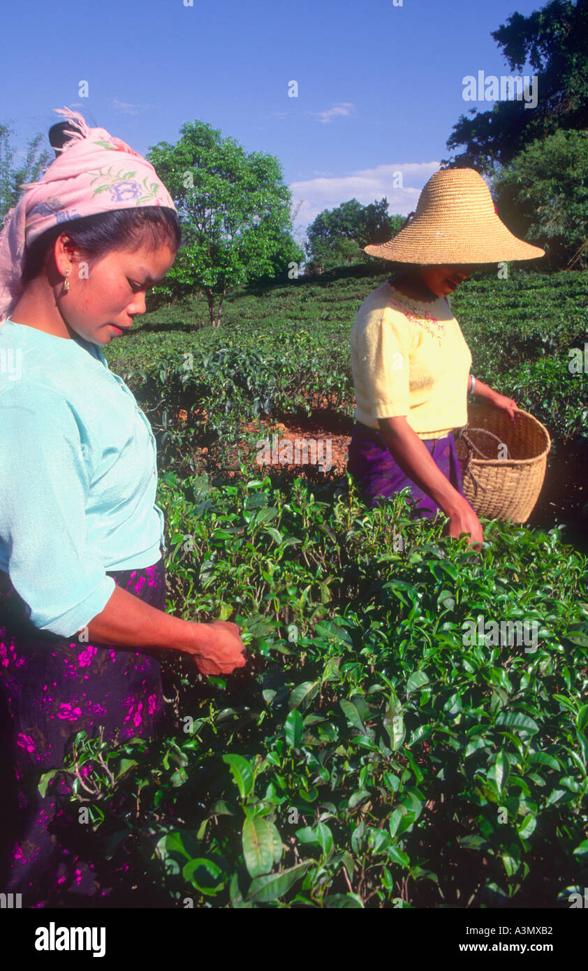 Dai cultural minority hi-res stock photography and images - Alamy