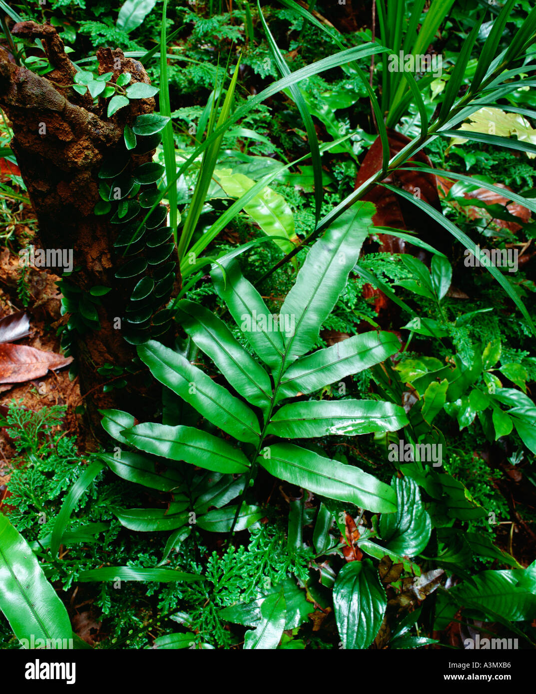A mix of forest floor vegetation in a lowland tropical rainforest, in ...