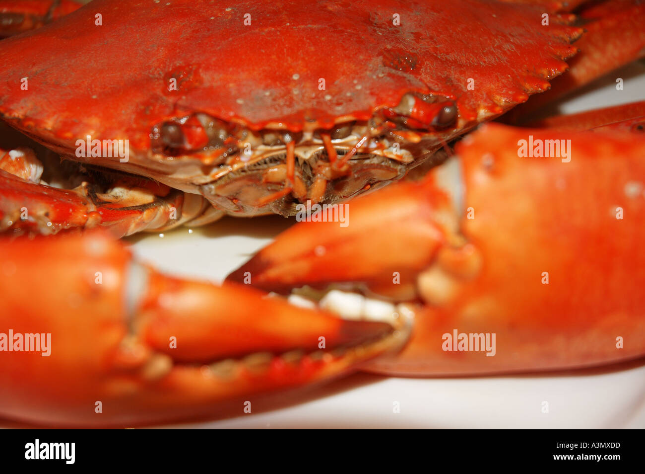 Queensland Mud Crab cooked and ready to eat dsca 0936 Stock Photo - Alamy