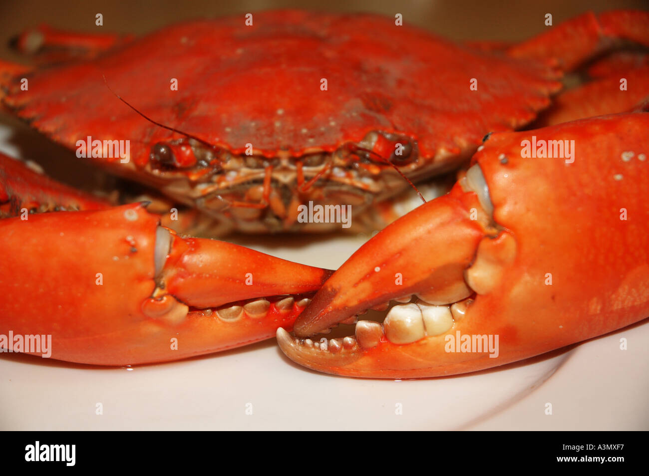 Queensland Mud Crab cooked and ready to eat dsca 0943 Stock Photo - Alamy