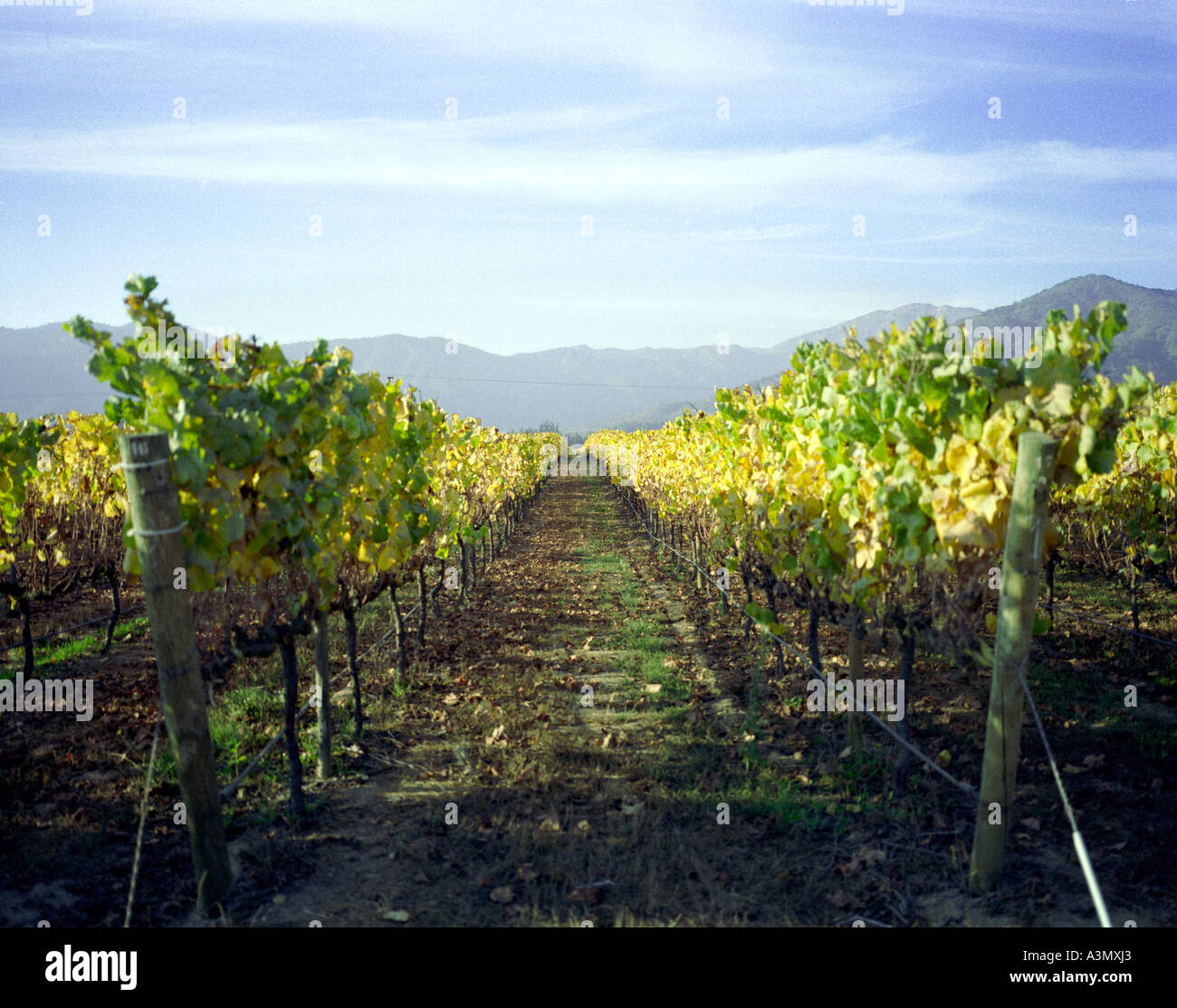 Veramonte Vineyards Chile Stock Photo - Alamy