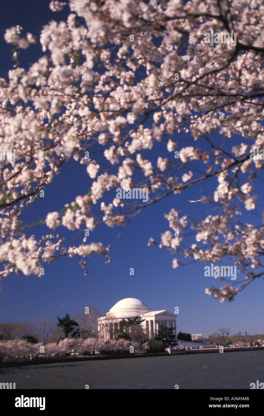 Washington DC Jefferson Memorial cherry blossoms Stock Photo - Alamy