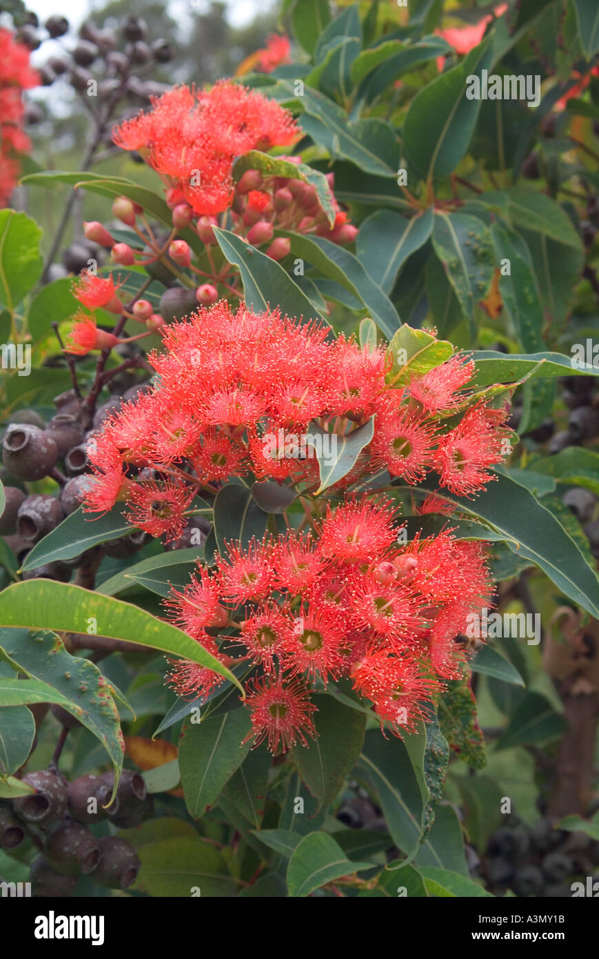 Flowering gum tree Stock Photo - Alamy