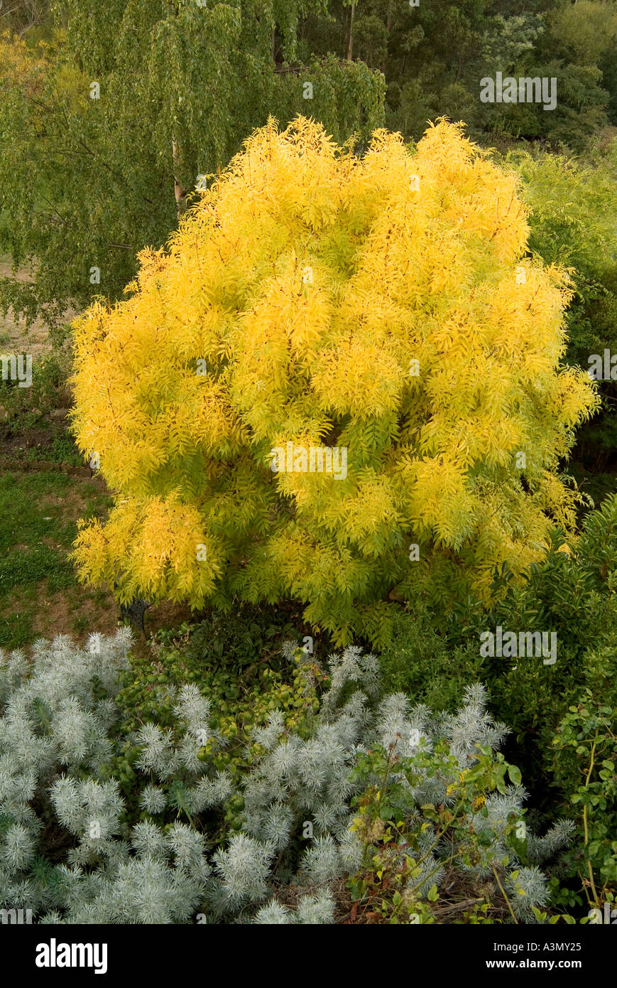 The vivid leaves of a Golden Ash Fraxinus excelsior aurea, at the end ...