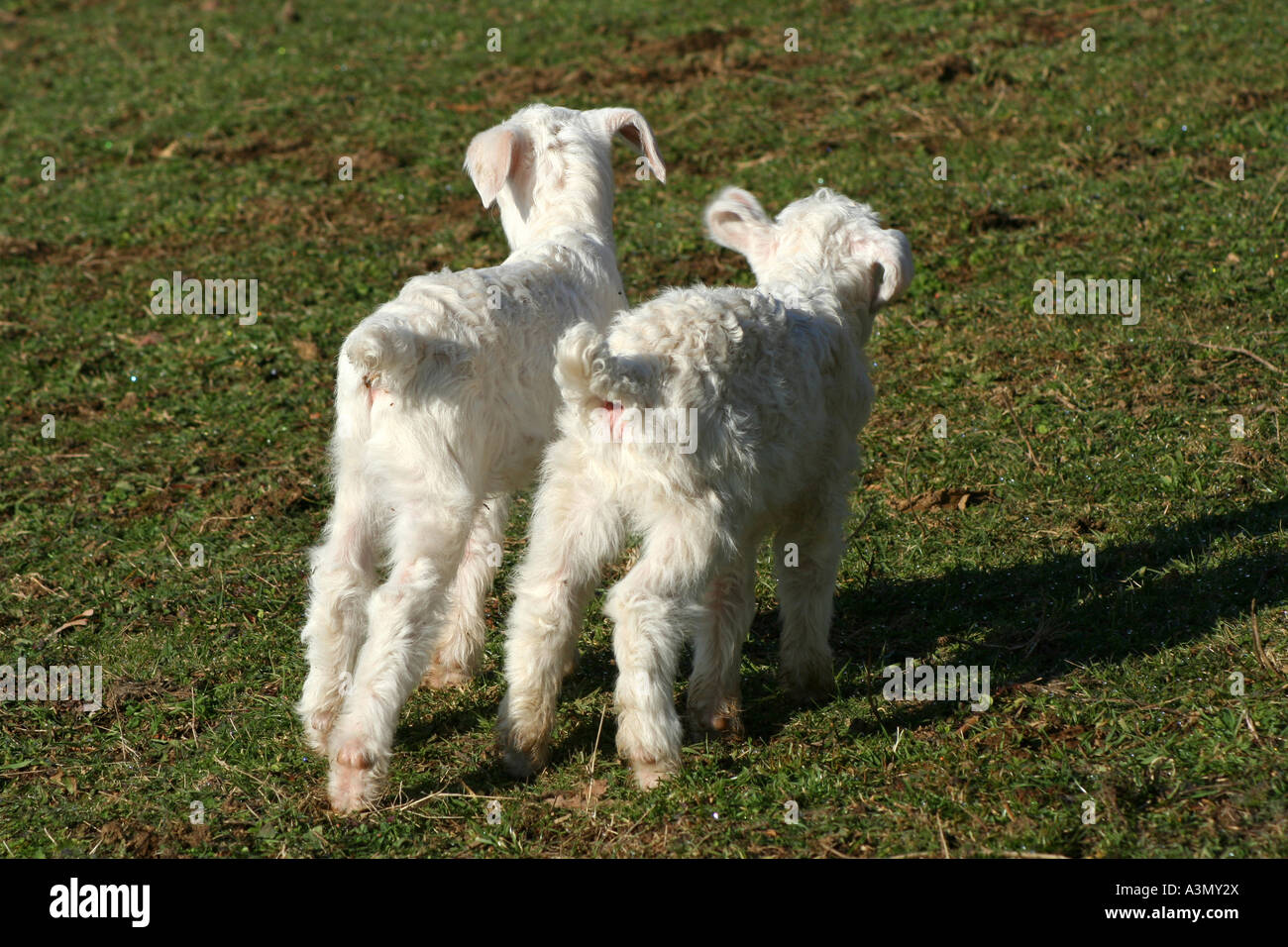 two backsides of little lambs Stock Photo - Alamy