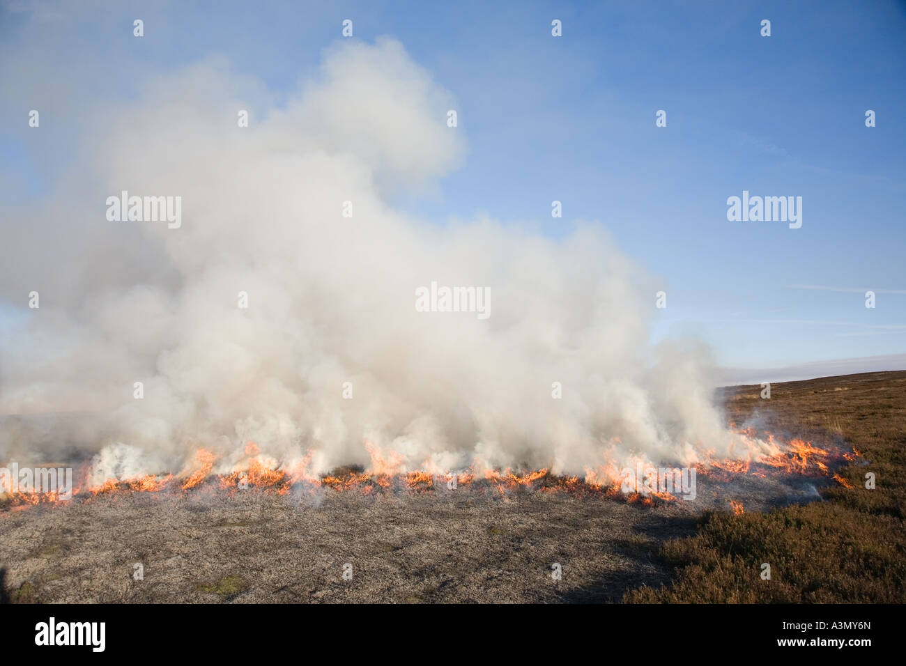 Controlled heather burning on moorland, April husbandry of the Grouse ...