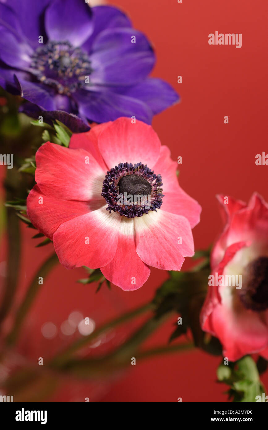 red and purple anemonies Stock Photo - Alamy