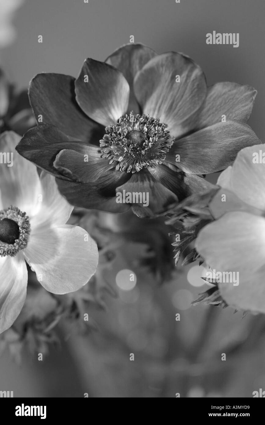 Anemonies hi-res stock photography and images - Alamy