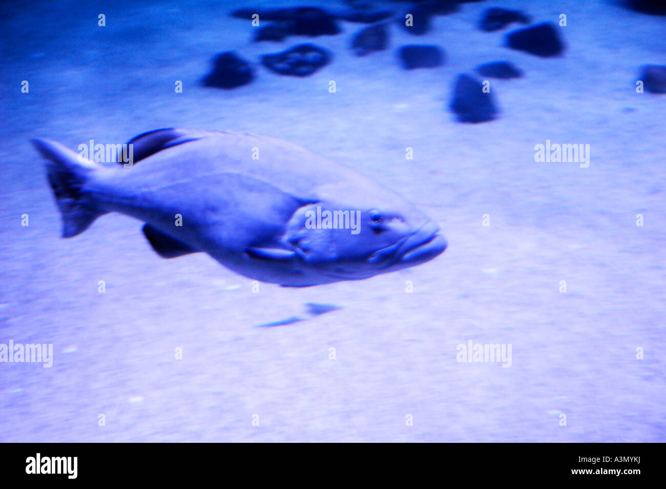 grouper underwater view of tropical fish Stock Photo - Alamy