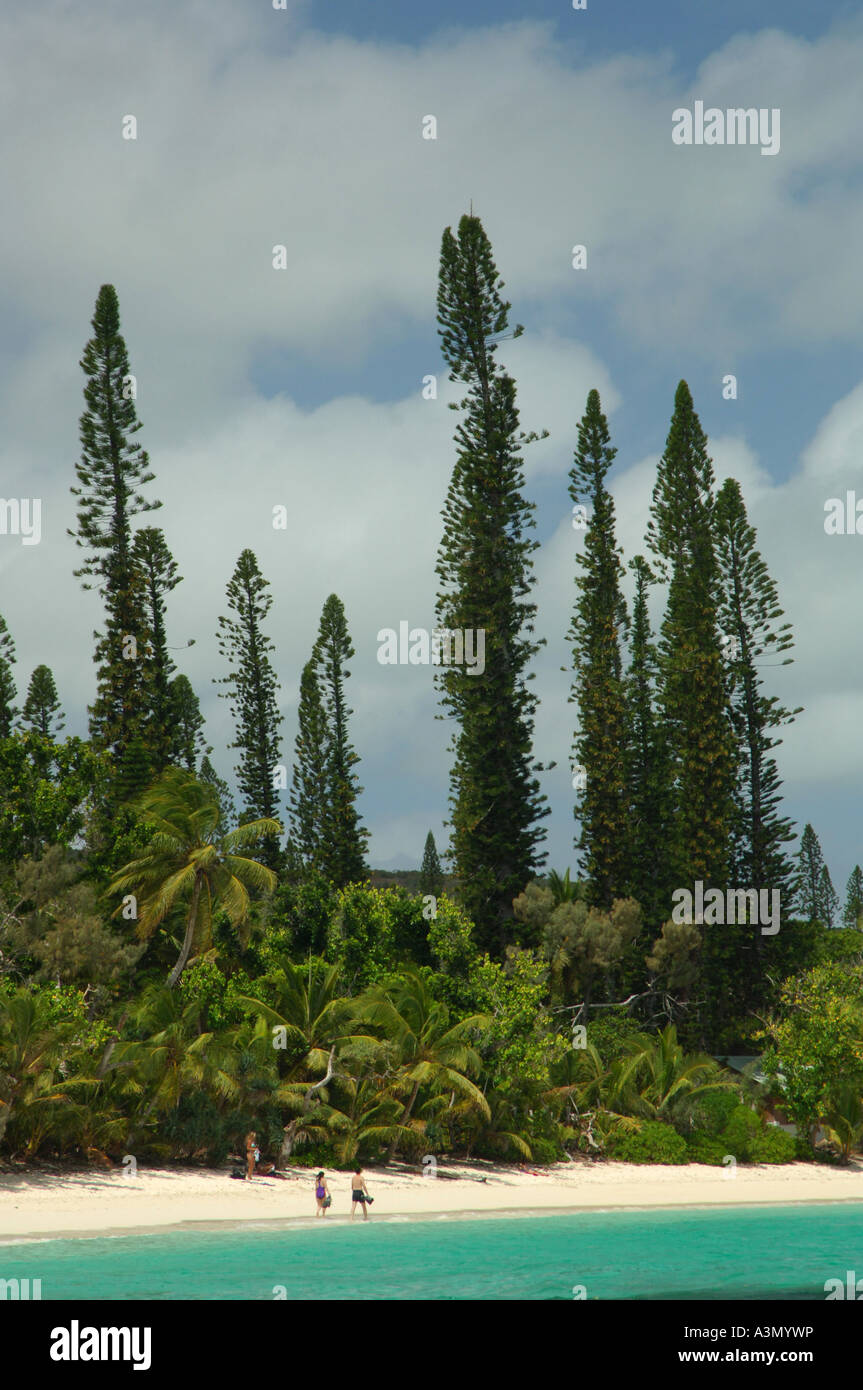Ile de Pins isle of pines in New Caledonia is home to an endemic ...