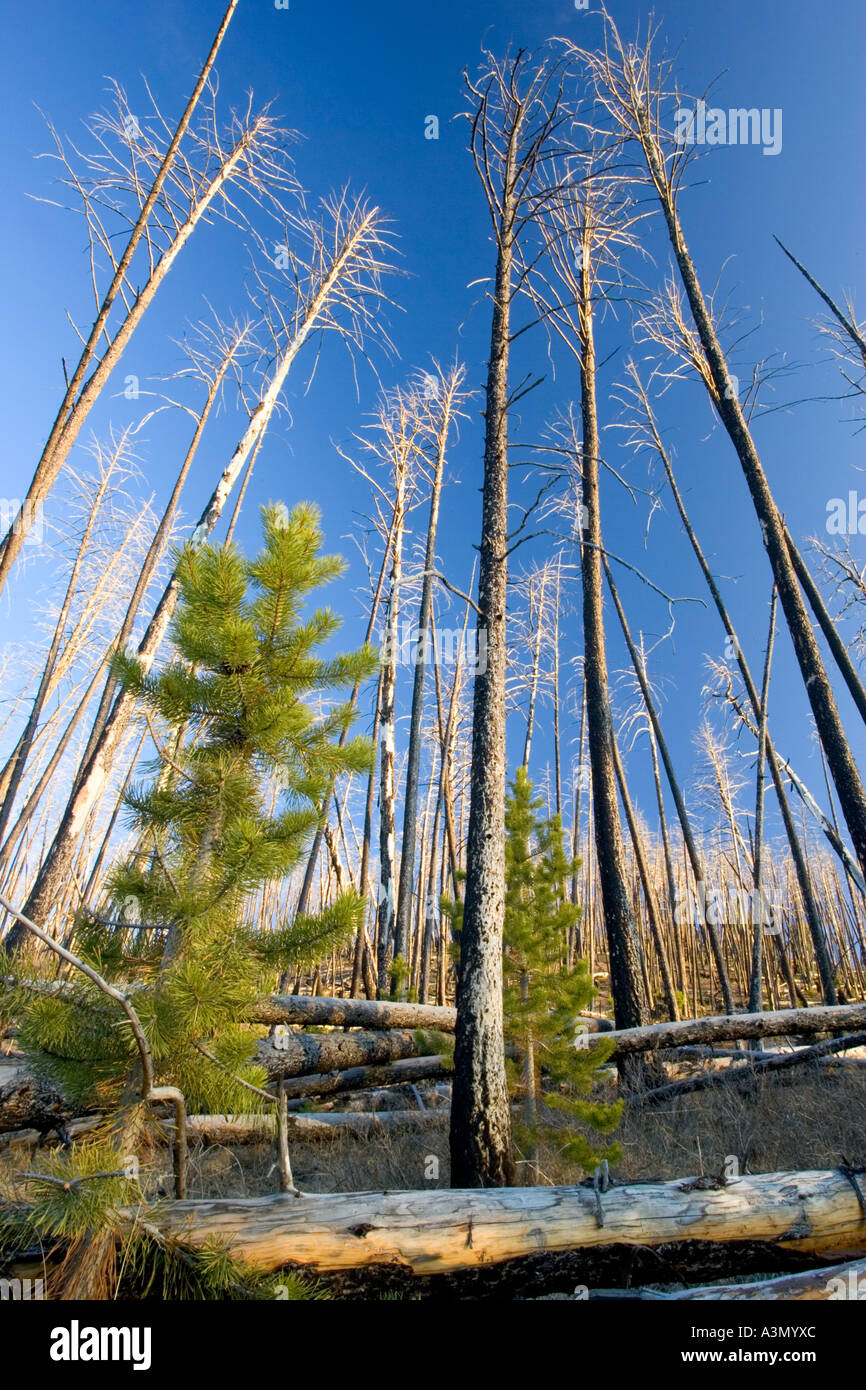 Yellowstone fire regrowth hi-res stock photography and images - Alamy