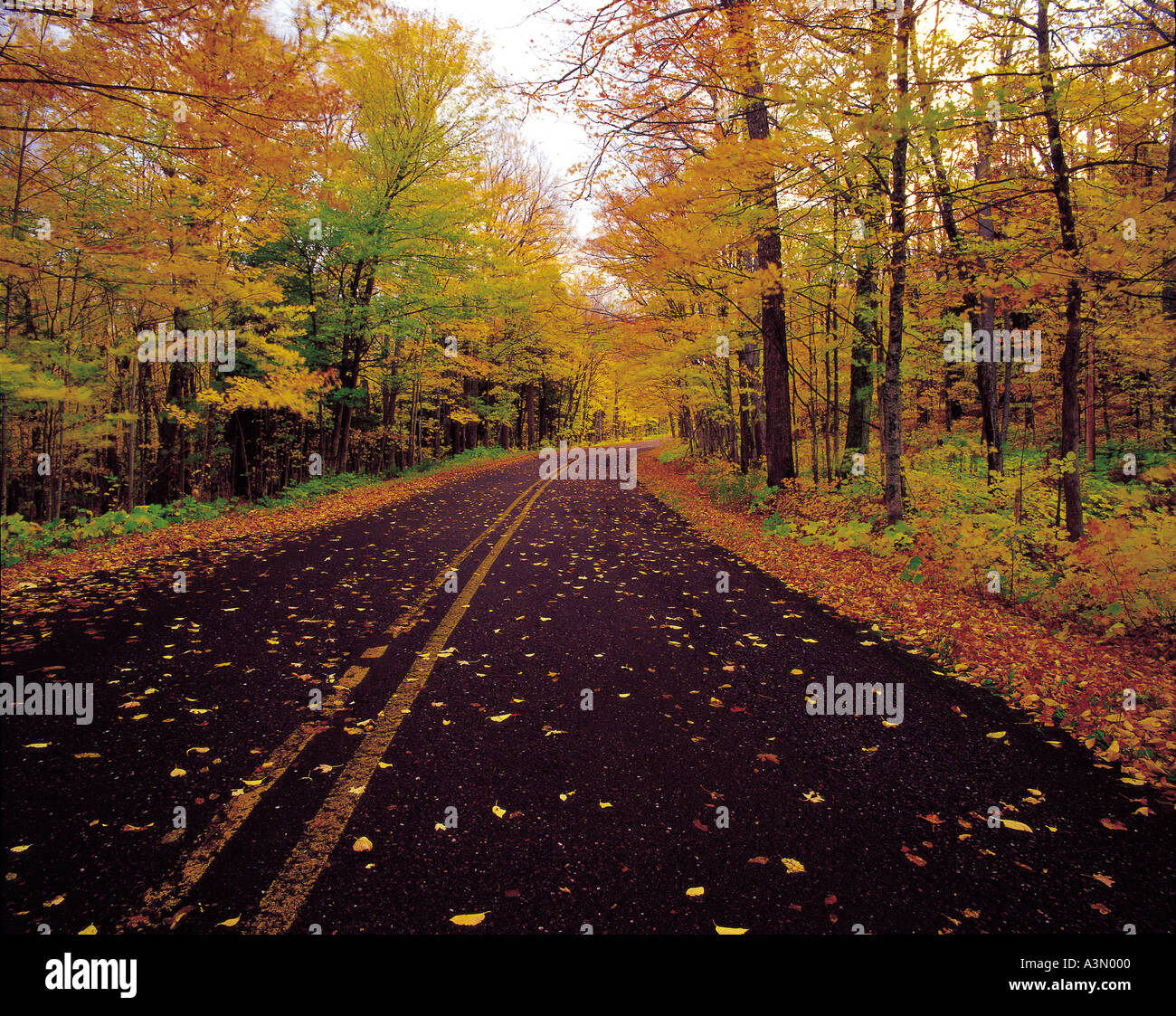 Road Nature Trees Highway Forests Stock Photo - Alamy
