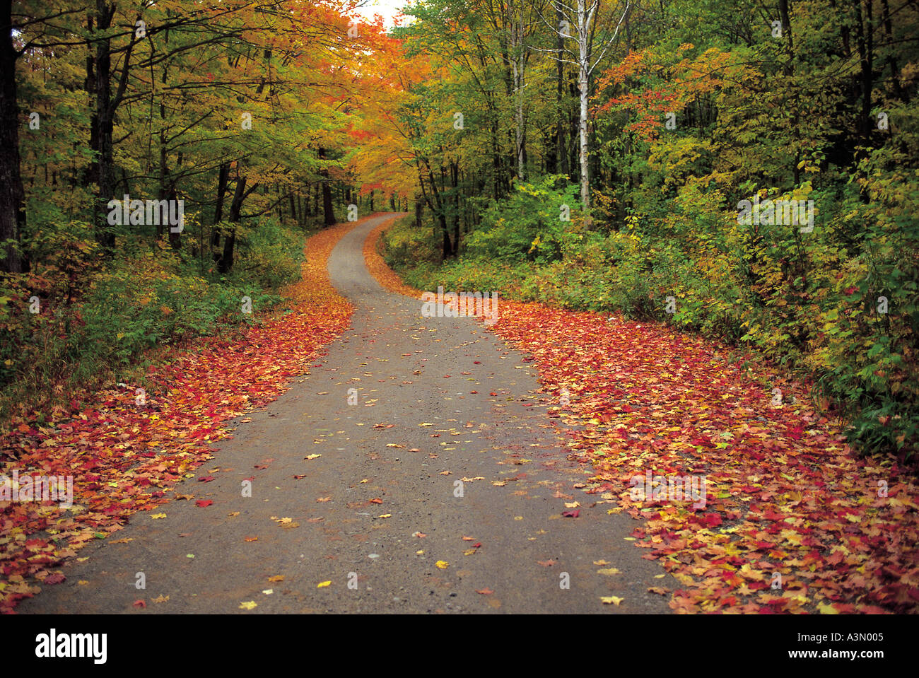 Nature Path Trees Forests Stock Photo - Alamy